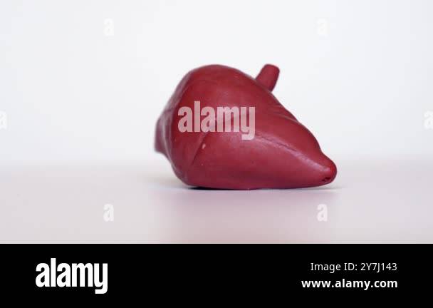 Close-up view of anatomical liver model rotating on a turntable ...