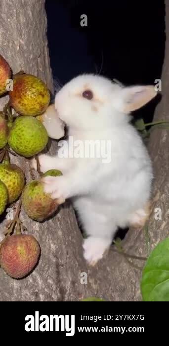 This video shows a small, mostly white rabbit with light tan ears ...