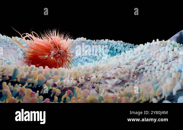 Peritrichous Bacteria with lot of flagellum, harmful bacillus with long tails, prokaryote ...