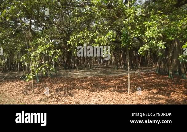 Video of the Great Banyan tree,Ficus benghalensis,at Indian Botanic ...