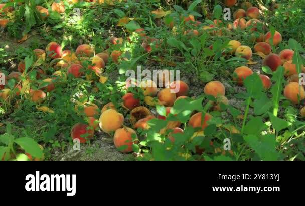 Rotten peach flies fresh Stock Videos & Footage - HD and 4K Video Clips ...