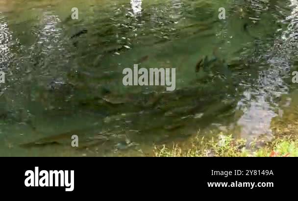 Breeding trout Stock Videos & Footage - HD and 4K Video Clips - Alamy