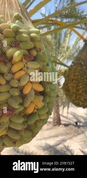 Arid desert palm trees with dates. Palm trees in desert display ...