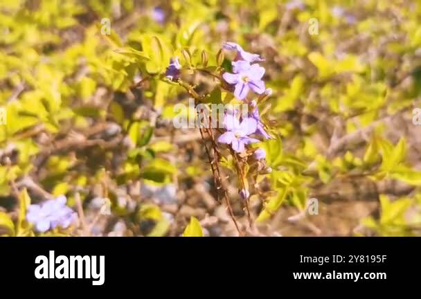 Violet jungle flower Stock Videos & Footage - HD and 4K Video Clips - Alamy