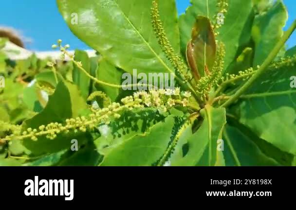 Tropical tree Terminalia catappa sea almon nuts seeds leaves in ...