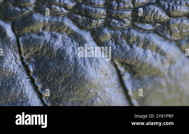 Ostrich Leather Pattern, Skin Close-up, Texture. Abstract background of ...