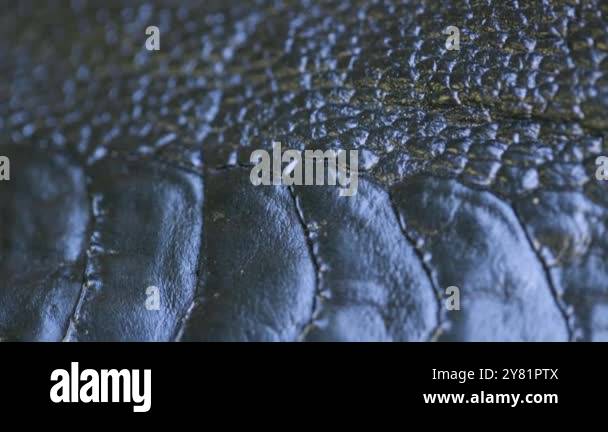 Ostrich leather of leg. Ostrich leg skin. Textured background of ...