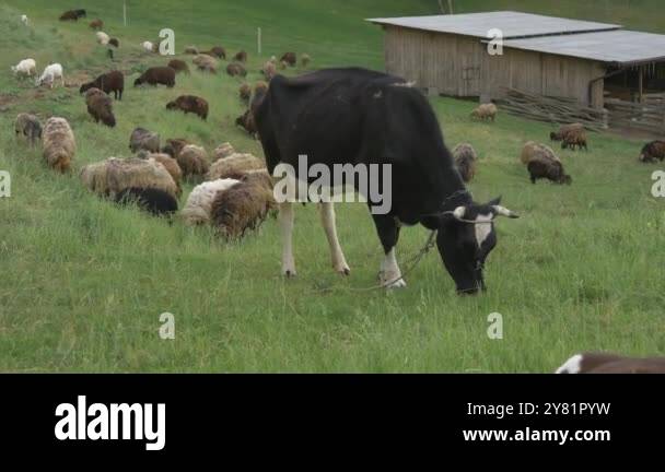 Cow on lawn. Cow grazing on green meadow. Eco farming. Cows in a ...
