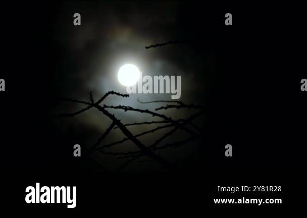 Midnight horror tree Stock Videos & Footage - HD and 4K Video Clips - Alamy