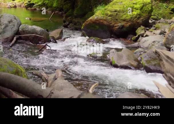 Streamside trees Stock Videos & Footage - HD and 4K Video Clips - Alamy