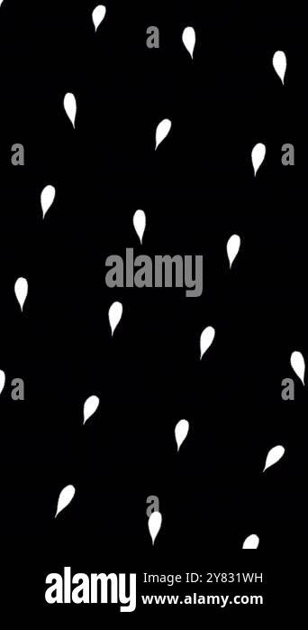 Abstract white flower leaves flowing isolated on black background, seamless loop. Animation ...