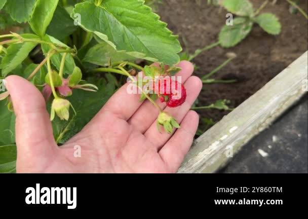 Deficiencies plant Stock Videos & Footage - HD and 4K Video Clips - Alamy