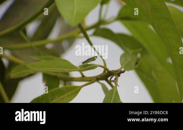 Close up grasshopper portrait Stock Videos & Footage - HD and 4K Video ...