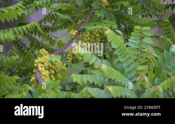 Full green summer tree Stock Videos & Footage - HD and 4K Video Clips ...