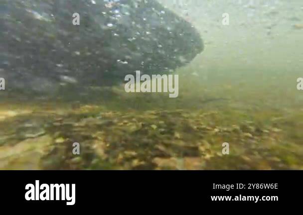 Salmon fish underwater river Stock Videos & Footage - HD and 4K Video ...