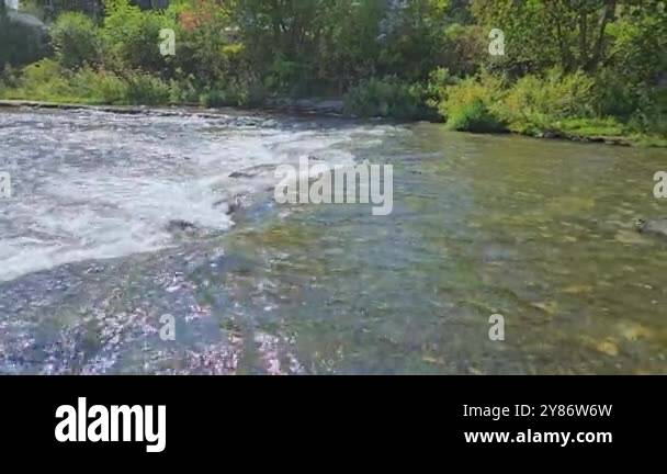 Salmon fish migration back to spawning grounds at Corbett's Dam, Port Hope, Ontario, Canada ...