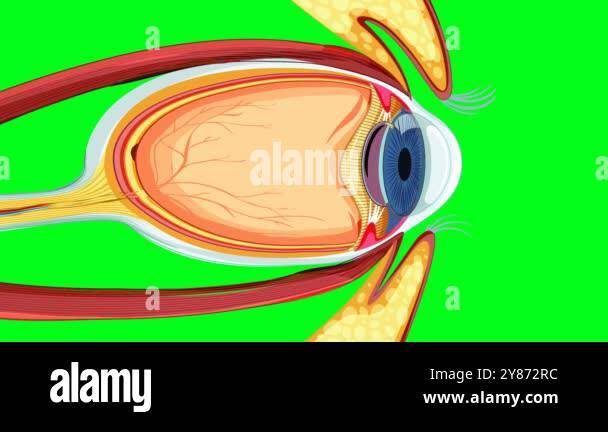 Eye veins blood vessels Stock Videos & Footage - HD and 4K Video Clips ...