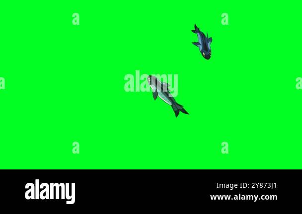 2D animated two beautiful fish characters swimming in water in green ...