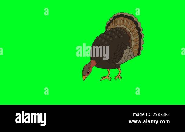 2D animated Turkey bird character grazing and eating seeds in green ...
