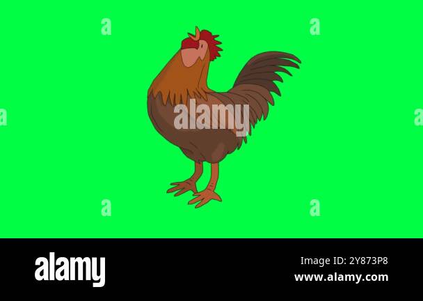 2D animated crowing rooster character in 4k in green screen chroma key ...