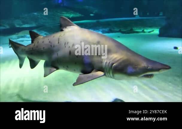 Aquarium shark fish sharp fins Stock Videos & Footage - HD and 4K Video ...