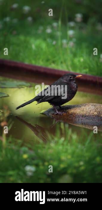 A Blackbird with glossy black plumage perches on a rock by the edge of ...