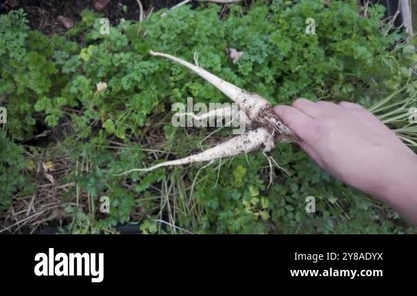 Parsley roots Stock Videos & Footage - HD and 4K Video Clips - Alamy