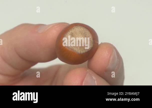 This is a detailed and closeup view of a hazelnut showcasing its ...