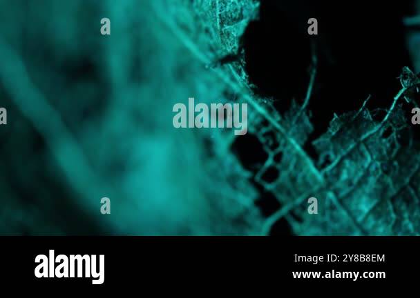 Texture of dried leaves on a black background, creepy transition ...