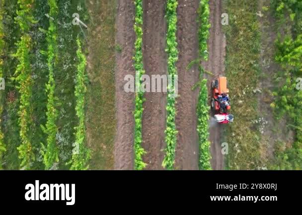 Fungal farming process Stock Videos & Footage - HD and 4K Video Clips ...