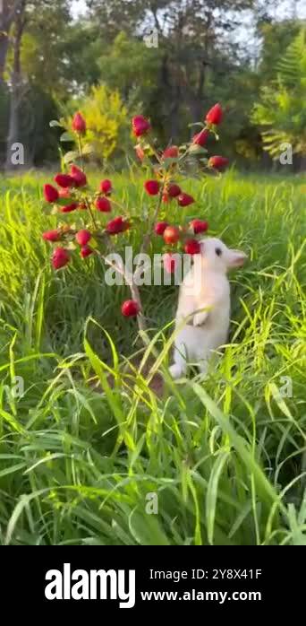 This video shows a small, white rabbit standing on its hind legs and ...