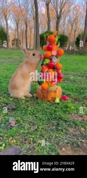 Fruit and vegetable arrangement white Stock Videos & Footage - HD and ...