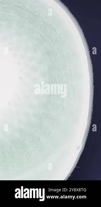 Spherical reflections Stock Videos & Footage - HD and 4K Video Clips ...