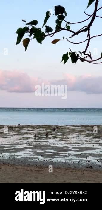 Vertical footage of a swamp and watery sand on a beach, looking at open ...
