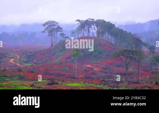Deforestation in Africa: The consequences of human activity and the ...