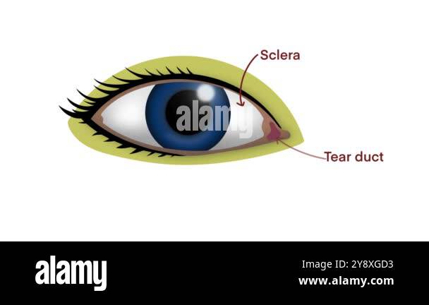 human eye, illustrating the major parts including the pupil, iris ...