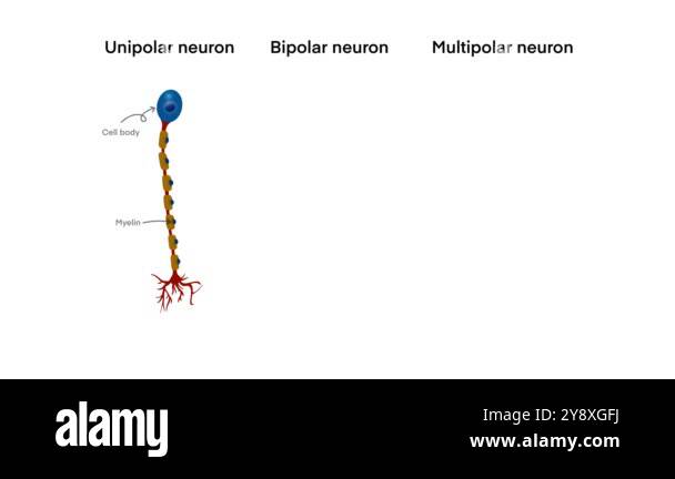 types of neurons, unipolar, bipolar, and multipolar neurons, including ...