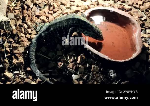 Monitor lizard is drinking water in a container. Monitor lizards, the ...