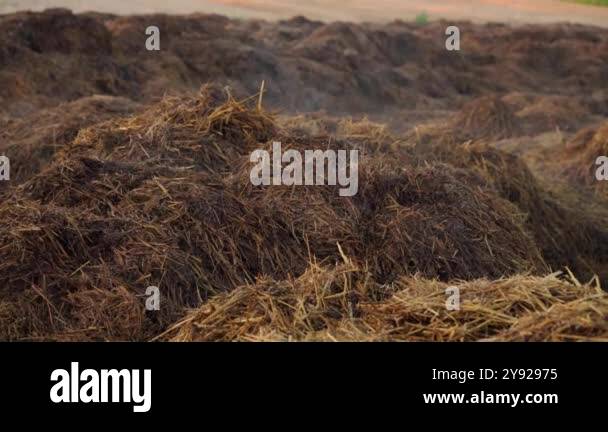 Brown decomposition Stock Videos & Footage - HD and 4K Video Clips - Alamy