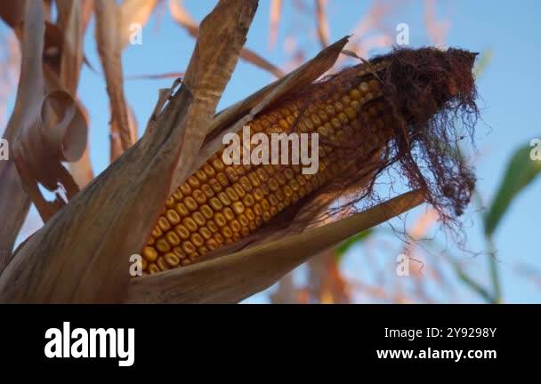 A close-up of a ripe corn cob, partially encased in its brown husk. The ...