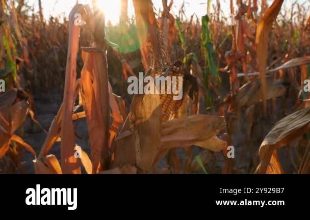 A field of corn stalks is shown with dried leaves and stalks. There is ...