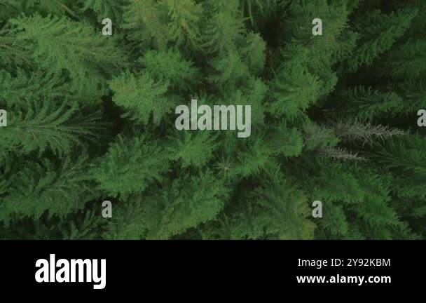 Green pine tree coniferous spruce forest aerial top down view. Dramatic ...