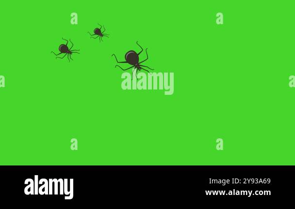2d animated character of Three black spiders or black beetles walking ...