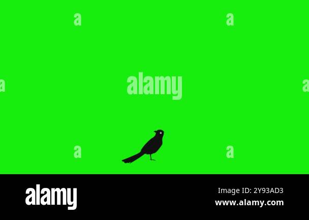 2d animated character of The black crow bird is looking and flapping ...