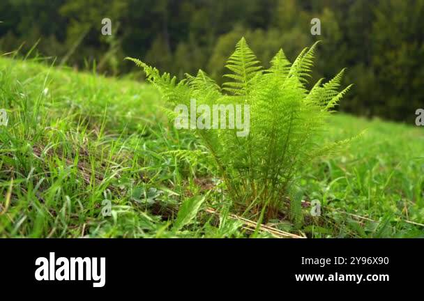 Emerald fern Stock Videos & Footage - HD and 4K Video Clips - Alamy