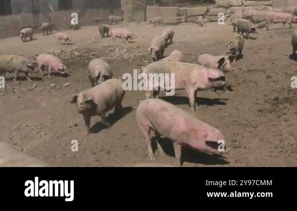 Many dirty pigs in the dust run in the pen. Raising pigs in countries ...