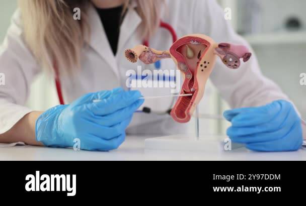 Demonstration of model of anatomy of the female reproductive system and ...