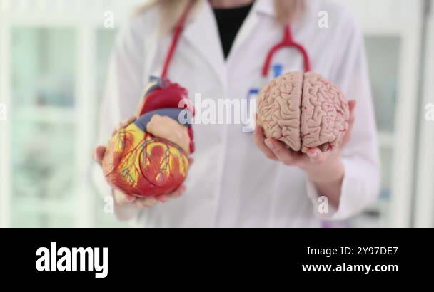 Doctor holding anatomical models of human brain and heart. Relationship ...