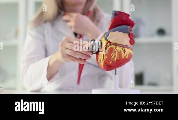Cardiologist examines anatomical model of heart using stethoscope ...
