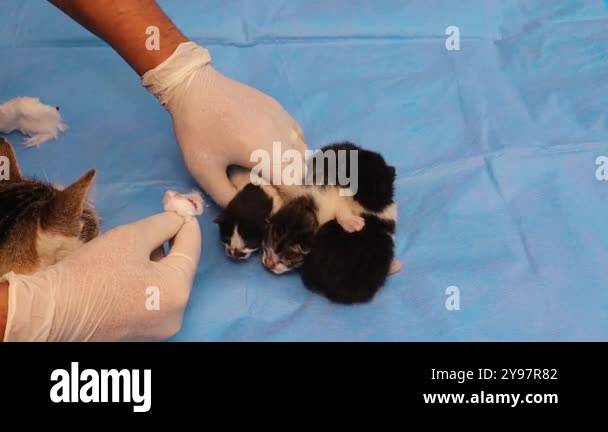 Navel animal Stock Videos & Footage - HD and 4K Video Clips - Alamy